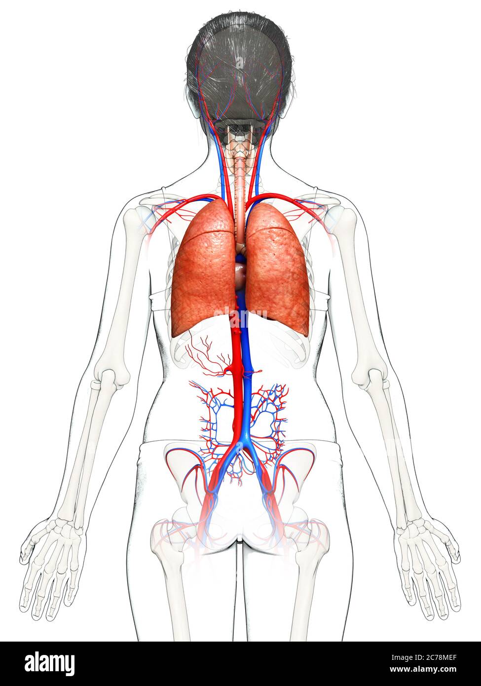 3d rendered, medically accurate illustration of a female lung anatomy ...