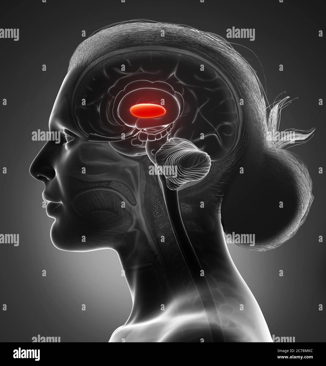 3d rendered medically accurate illustration of a female brain anatomy ...