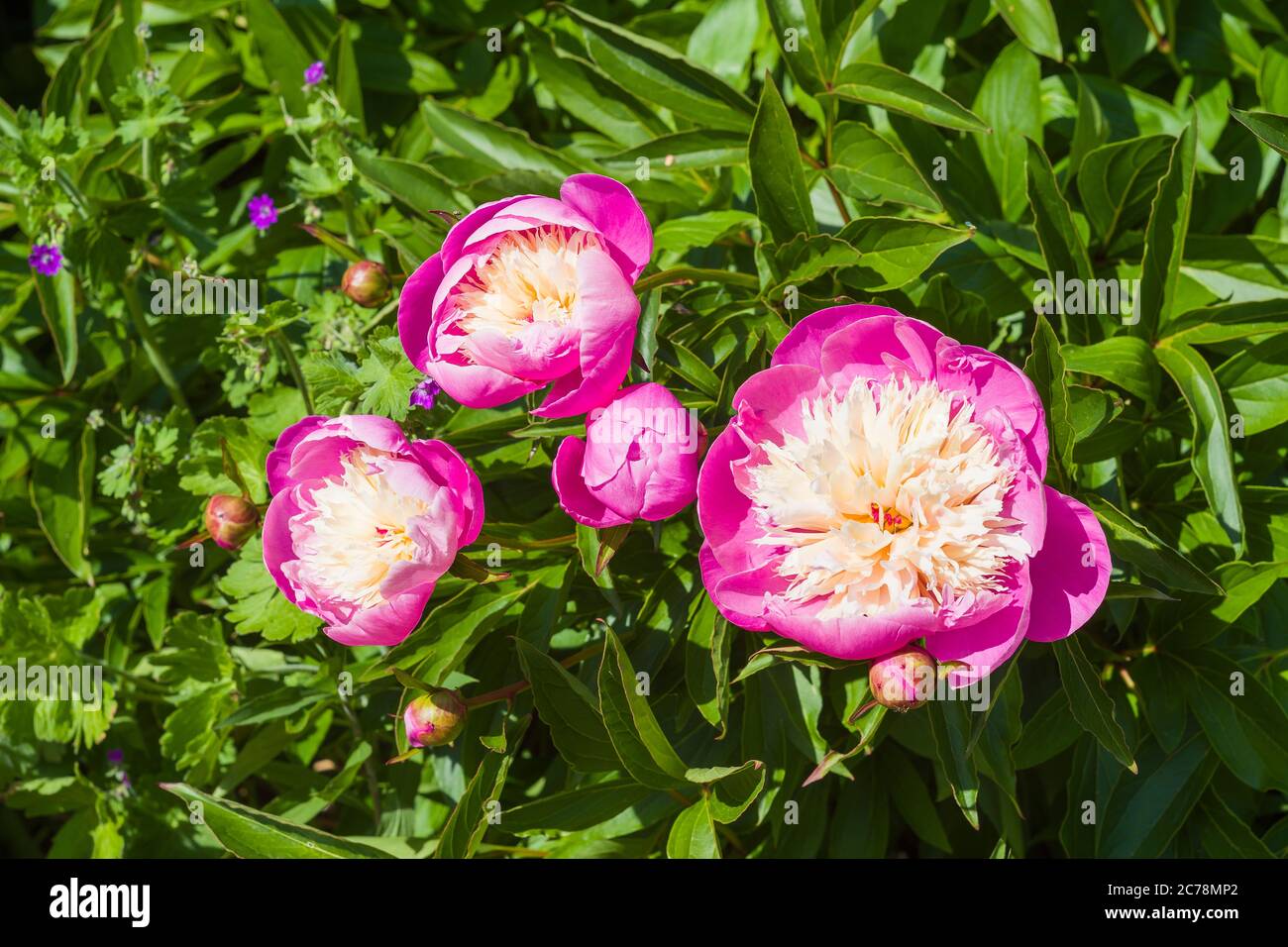 Herbaceous Peonies High Resolution Stock Photography and Images - Alamy