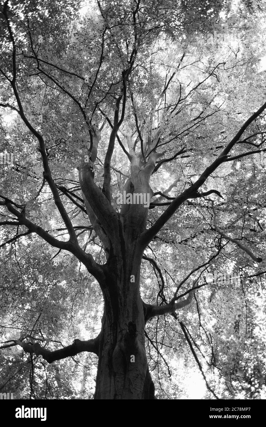 Illuminated foliage Black and White Stock Photos & Images - Alamy