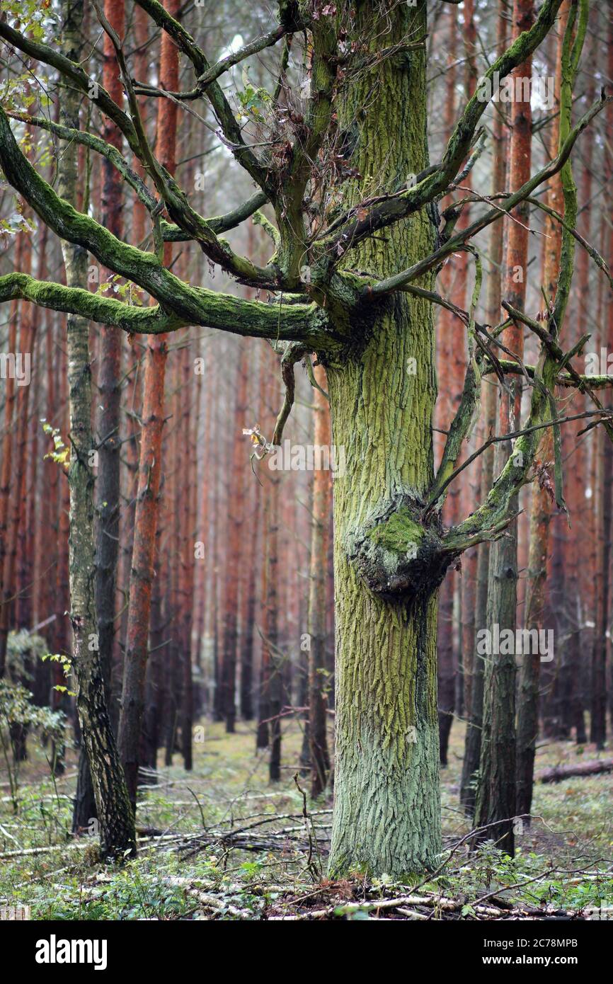 Pines oak hi-res stock photography and images - Alamy