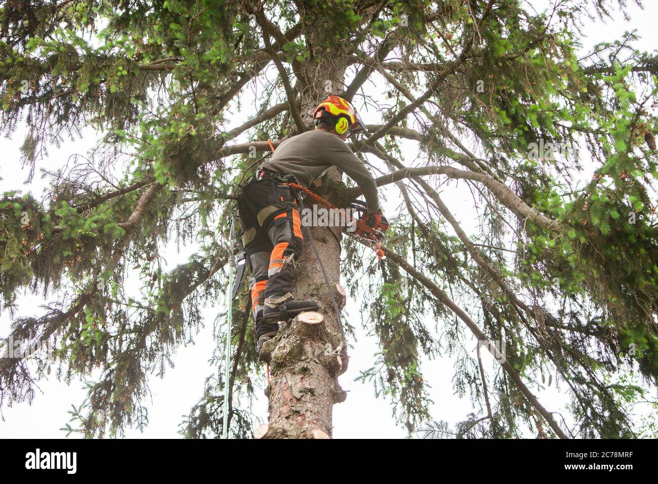 Tree sawing hi-res stock photography and images - Alamy