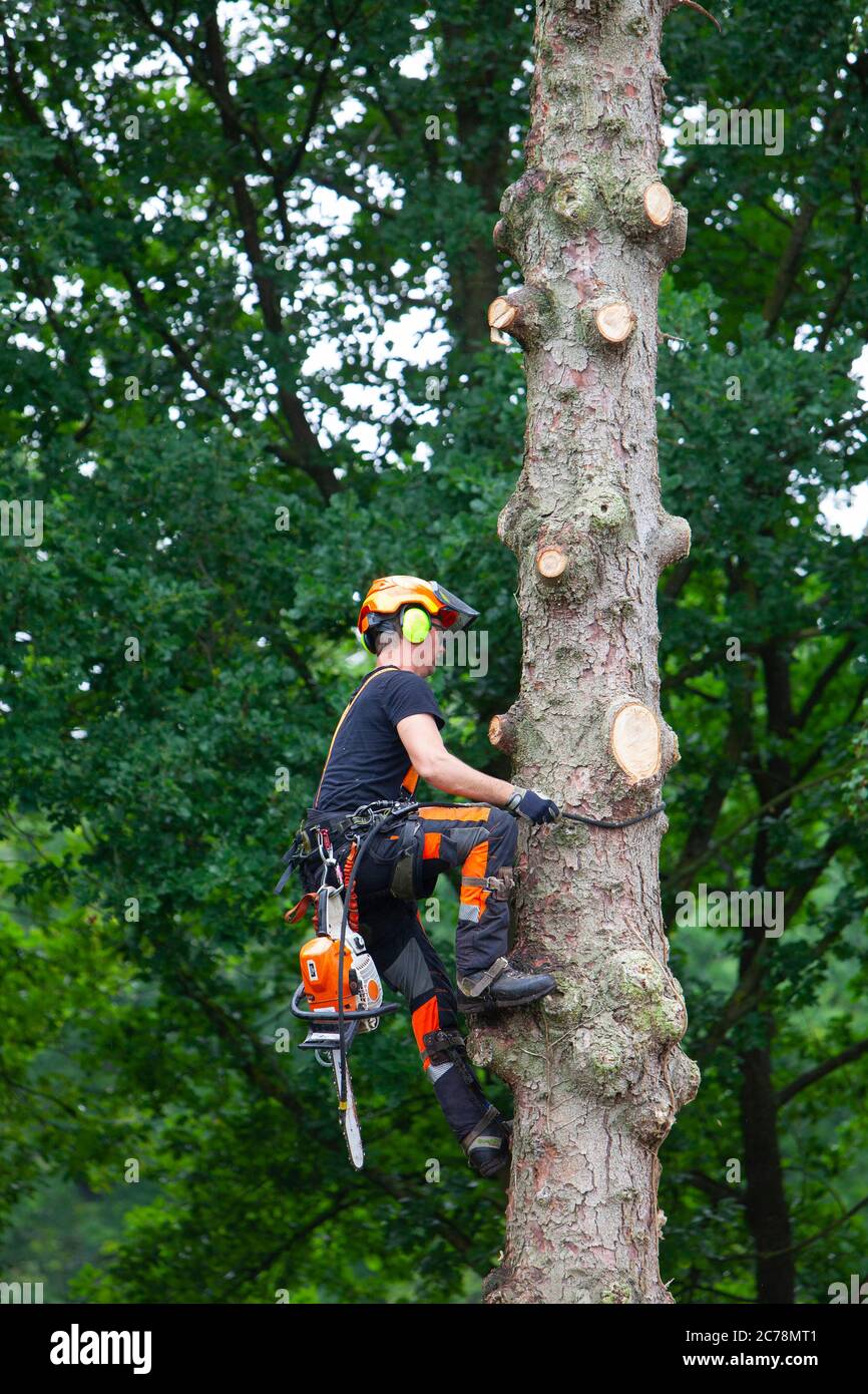 tree carer wearing helmet with chainsaw climbs trunk of spruce tree ...