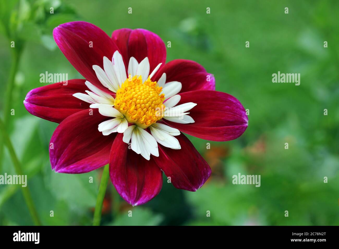 Dahlia deep red flower hi-res stock photography and images - Alamy