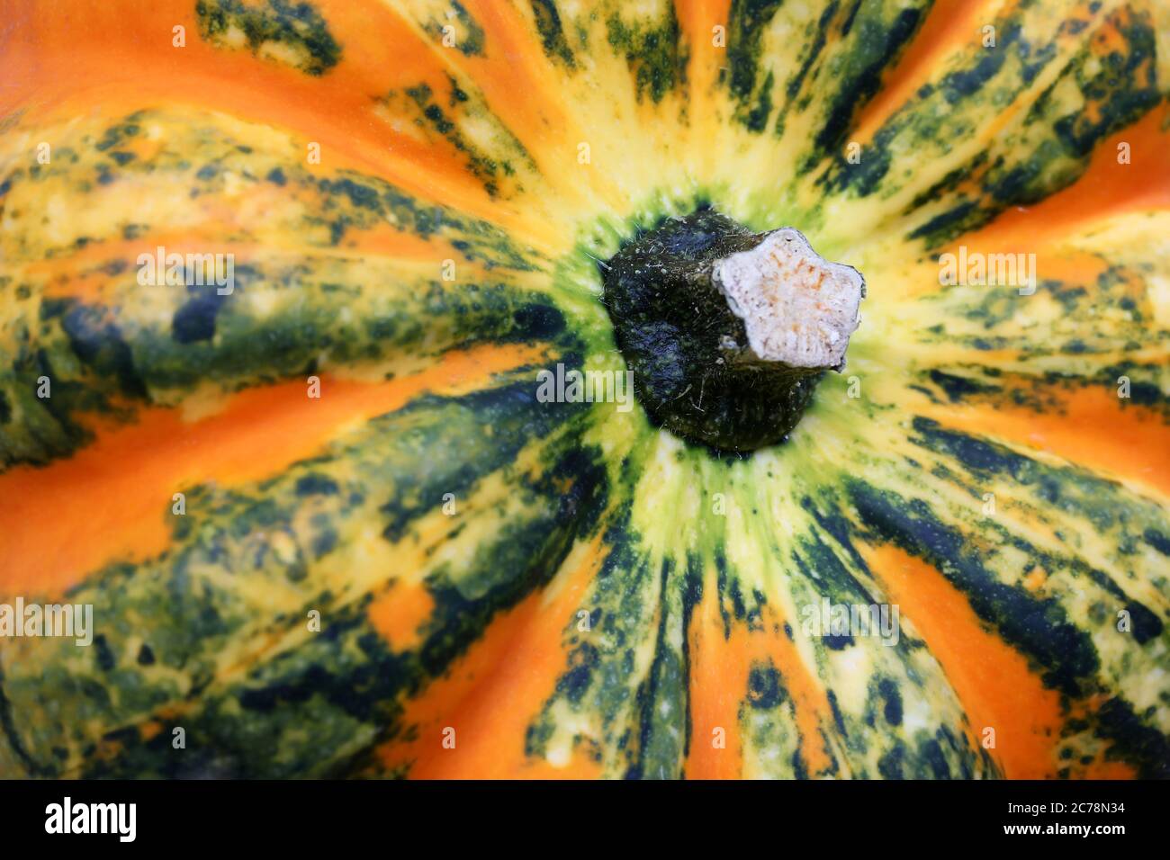 Macro detail of a bright colored squash (Carnival Squash, although ...