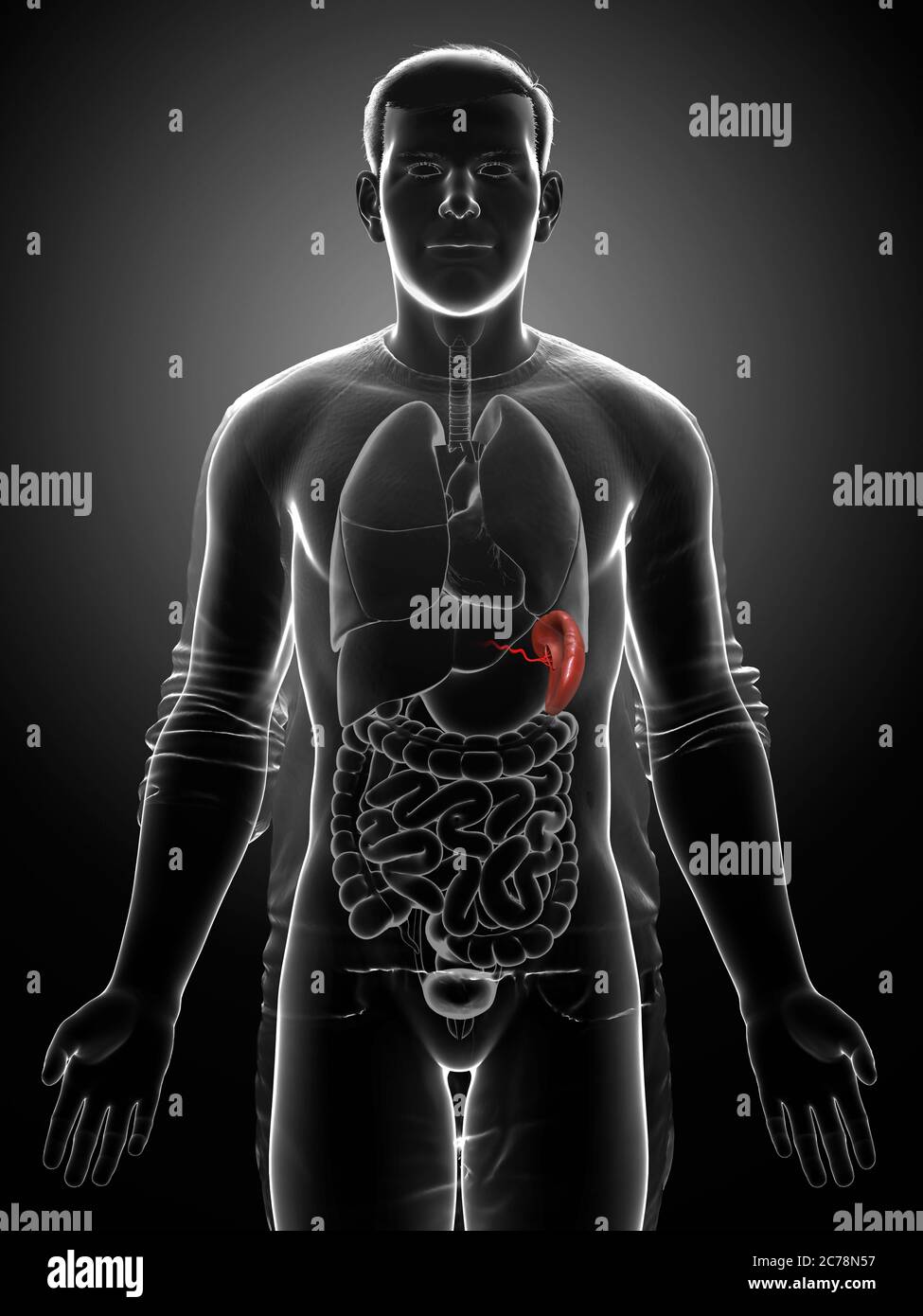 3d rendered, medically accurate illustration of a male Spleen Anatomy ...