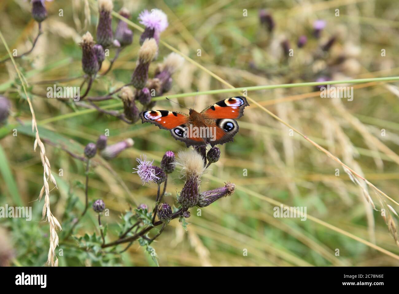 Insect nature norfolk hi-res stock photography and images - Alamy