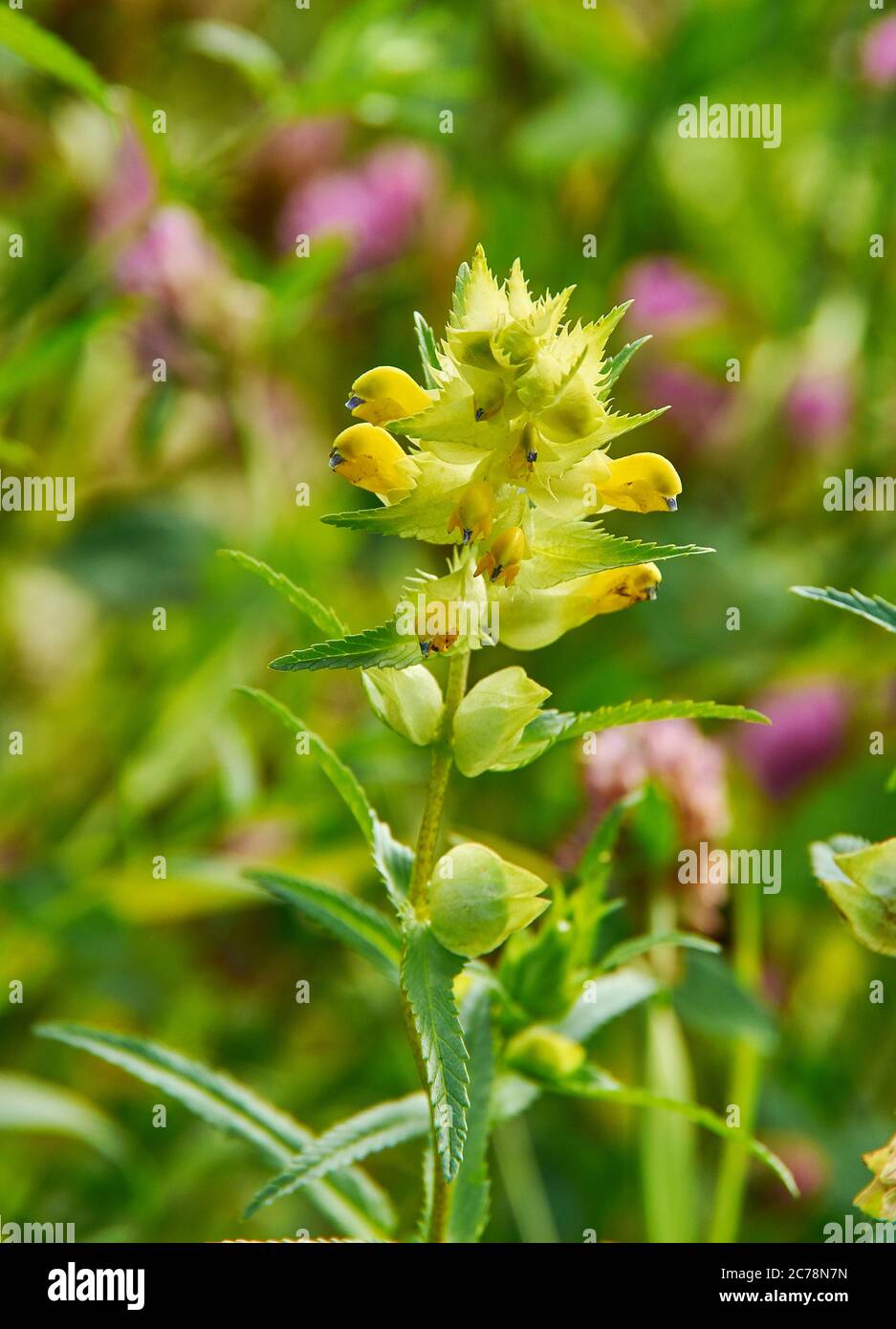 Rhinanthus angustifolius, narrow-leaved rattle or greater yellow-rattle ...