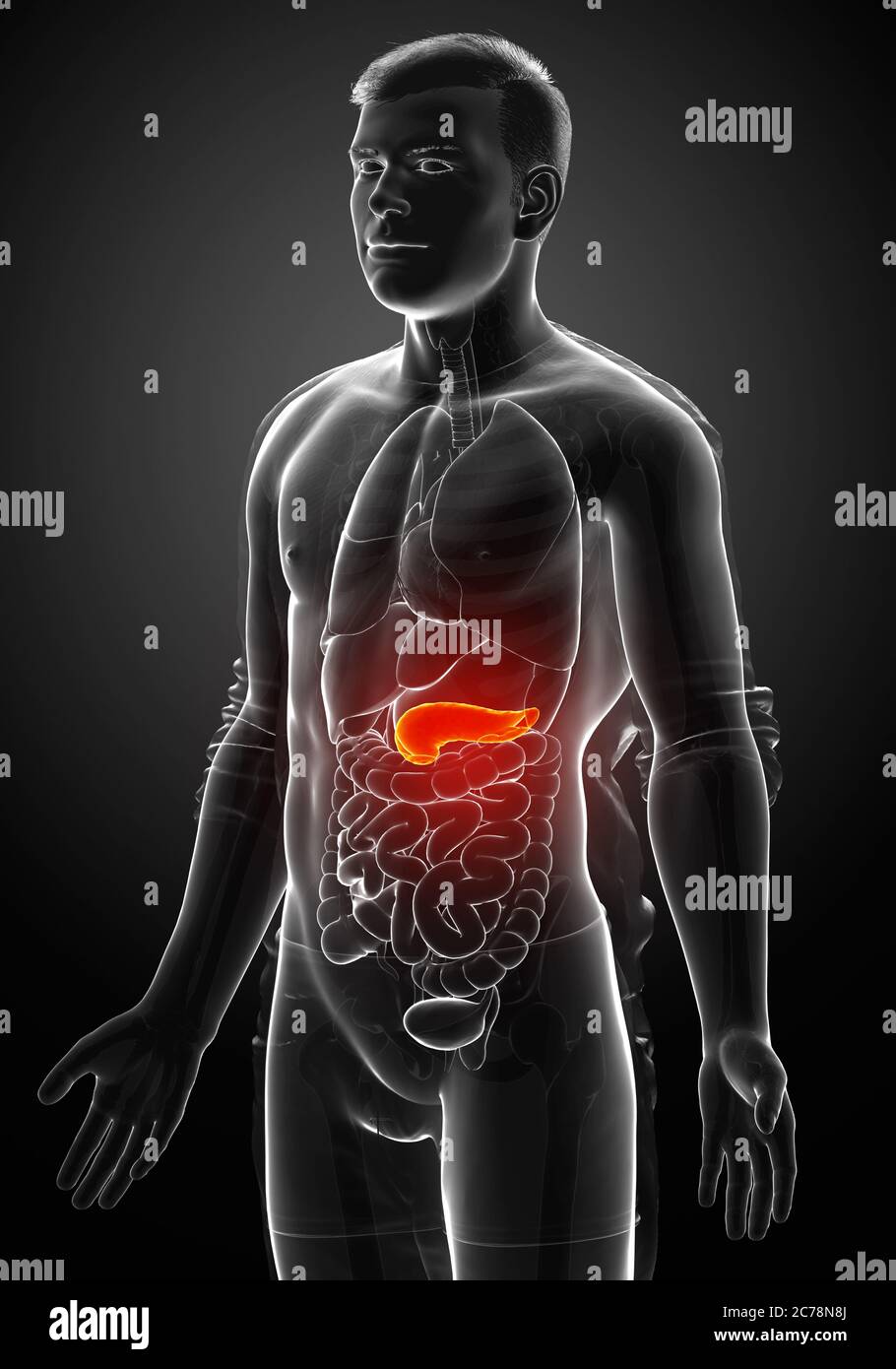 3d rendered, medically accurate illustration of a male pancreas Stock ...