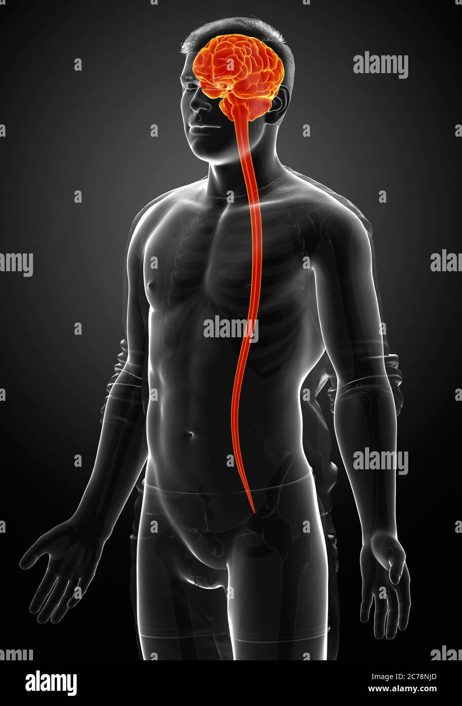 3d rendered medically accurate illustration of a male brain Stock Photo ...