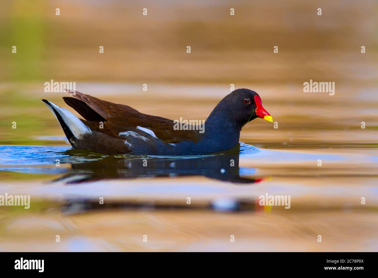 Cute water bird and lake habitat. Bird: Common Moorhen. Gallinula ...