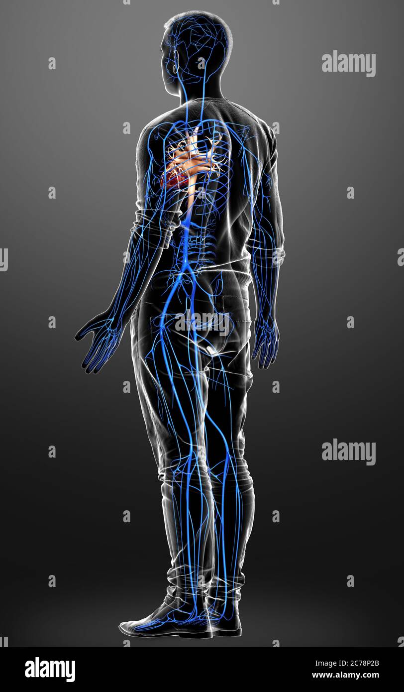 3d rendered medically accurate illustration of a male Veins anatomy ...