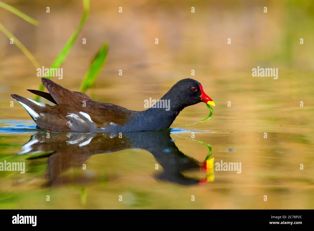 Cute water bird and lake habitat. Bird: Common Moorhen. Gallinula ...