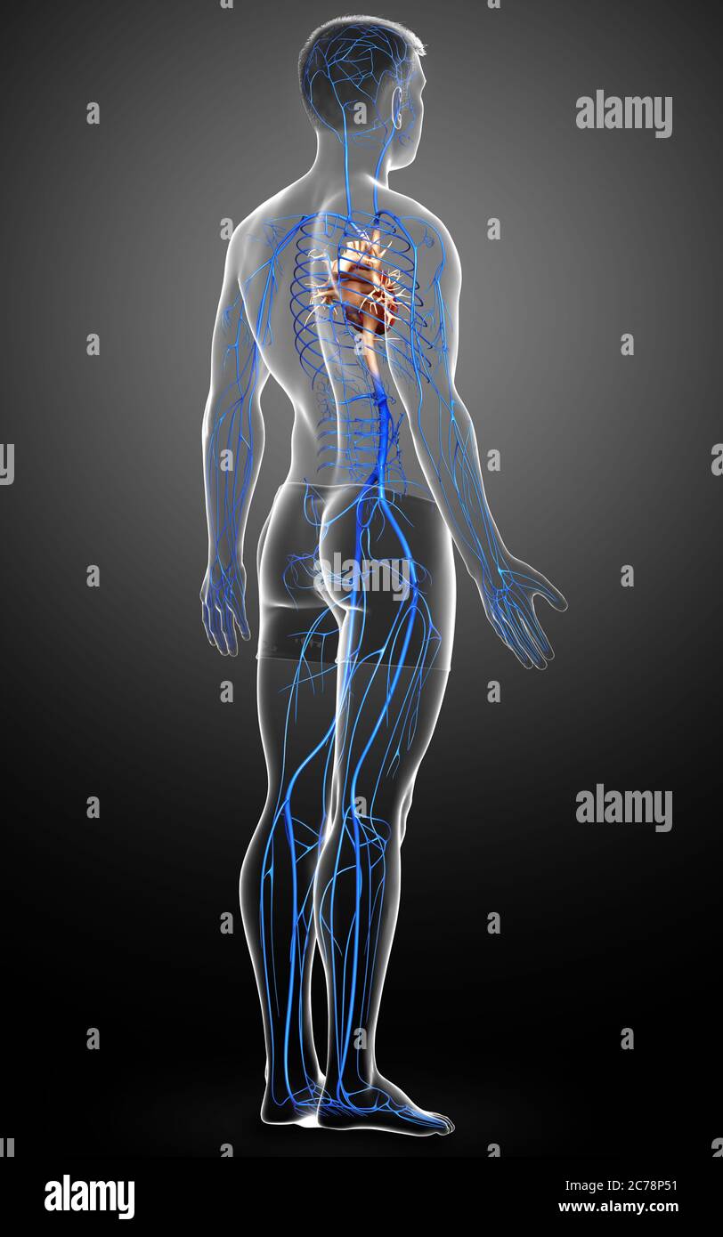 3d rendered medically accurate illustration of a male Veins anatomy ...