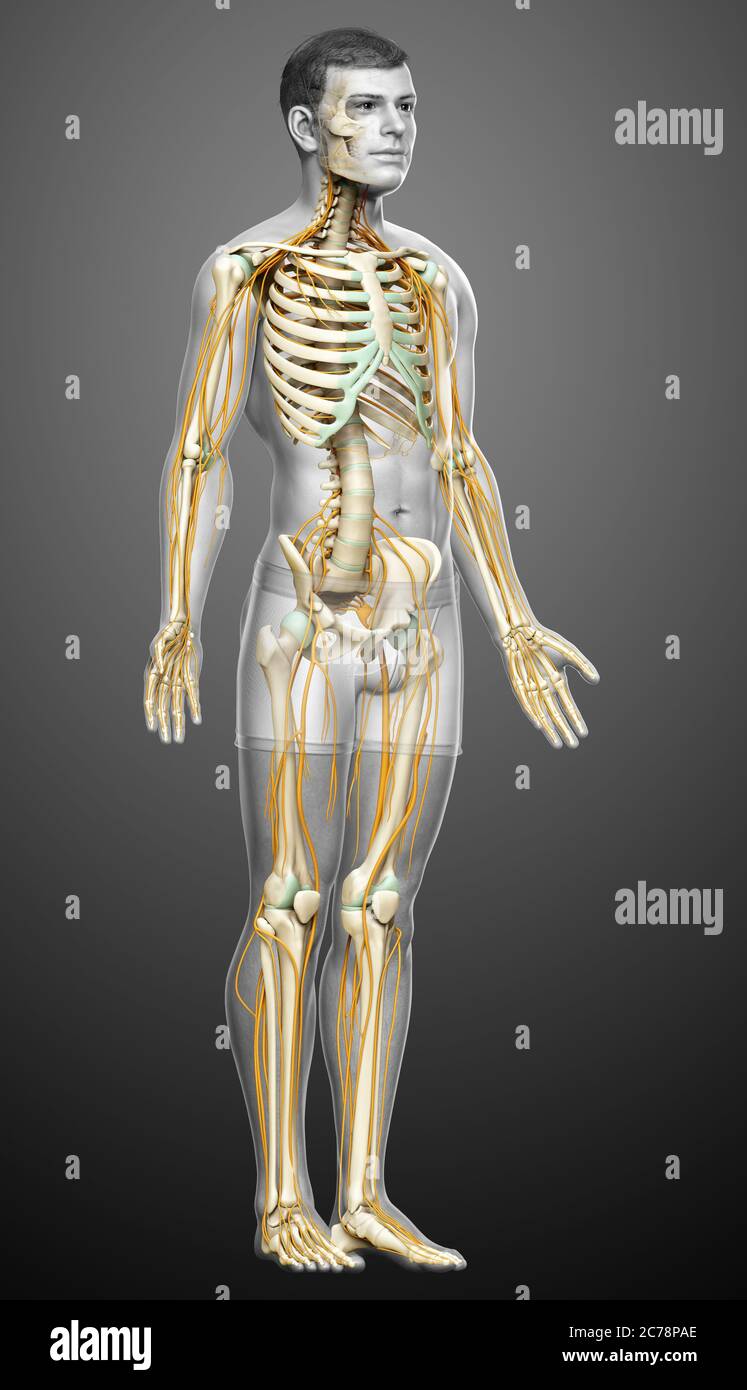 3d rendered medically accurate illustration of the nervous system and ...