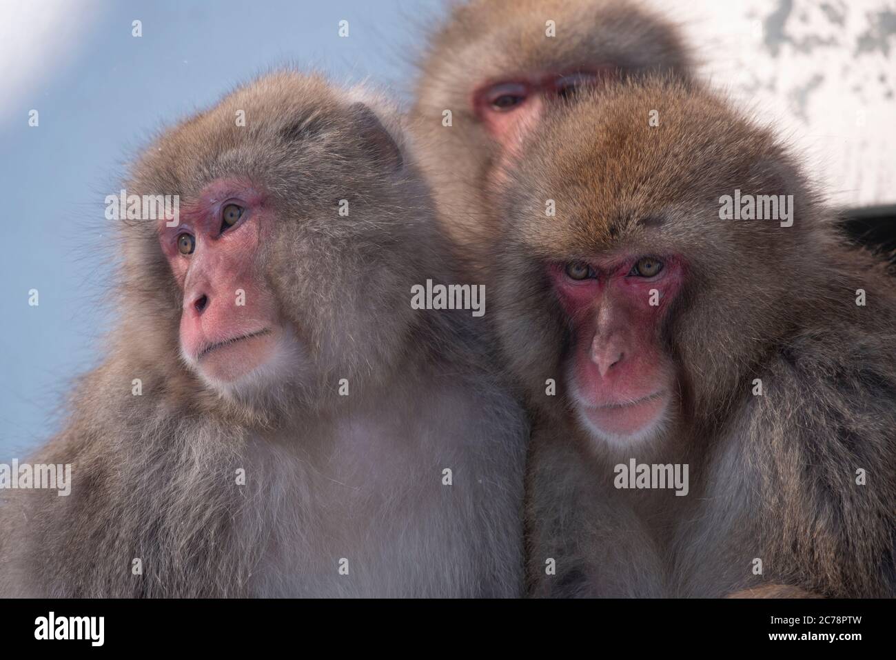 Monkeys bathing in water hi-res stock photography and images - Alamy