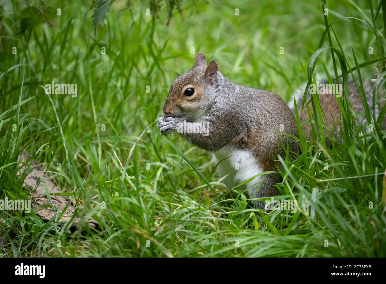 Silver gray squirrel hi-res stock photography and images - Alamy