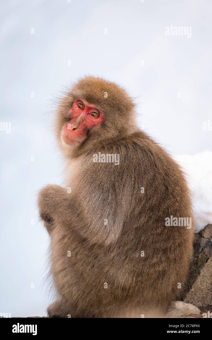 Jigokudani monkey park landscape hi-res stock photography and images ...