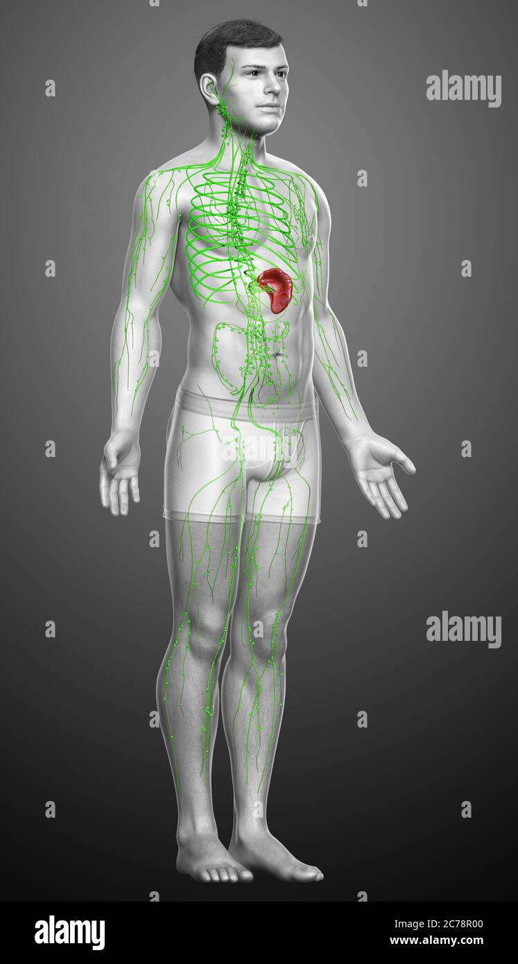 3d rendered medically accurate illustration of a male lymphatic system ...