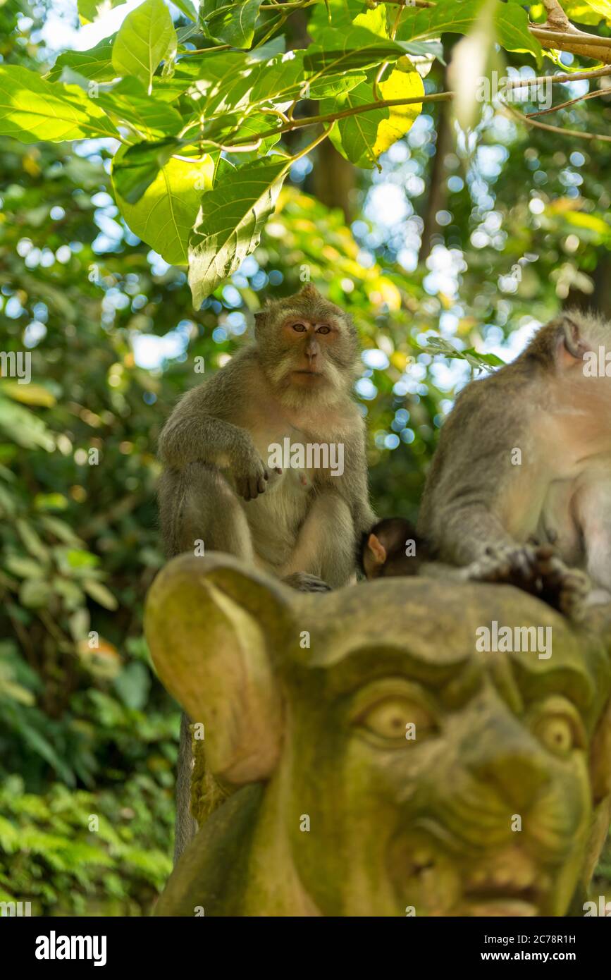 Monkeys in Ubud Bali Stock Photo - Alamy
