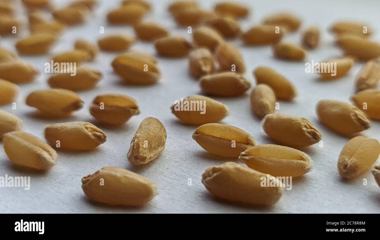 wheat grains isolated on white background. top view Stock Photo - Alamy