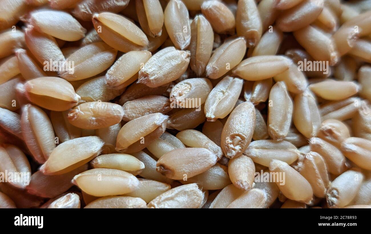 Processed organic wheat grains as agricultural background Stock Photo ...