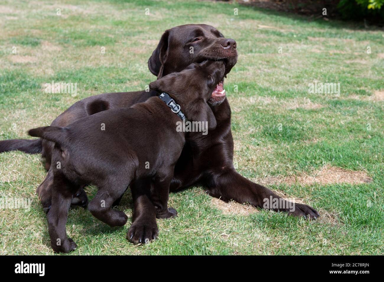 Chocolate Labrador Retriever Puppies Stock Photo - Alamy
