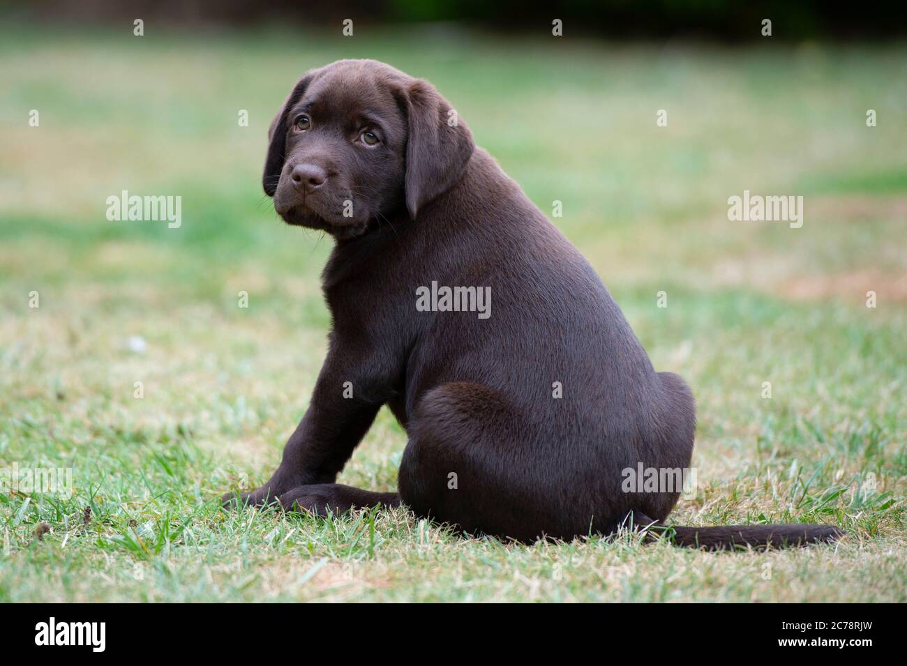 Chocolate Labrador Retriever Puppies Stock Photo - Alamy
