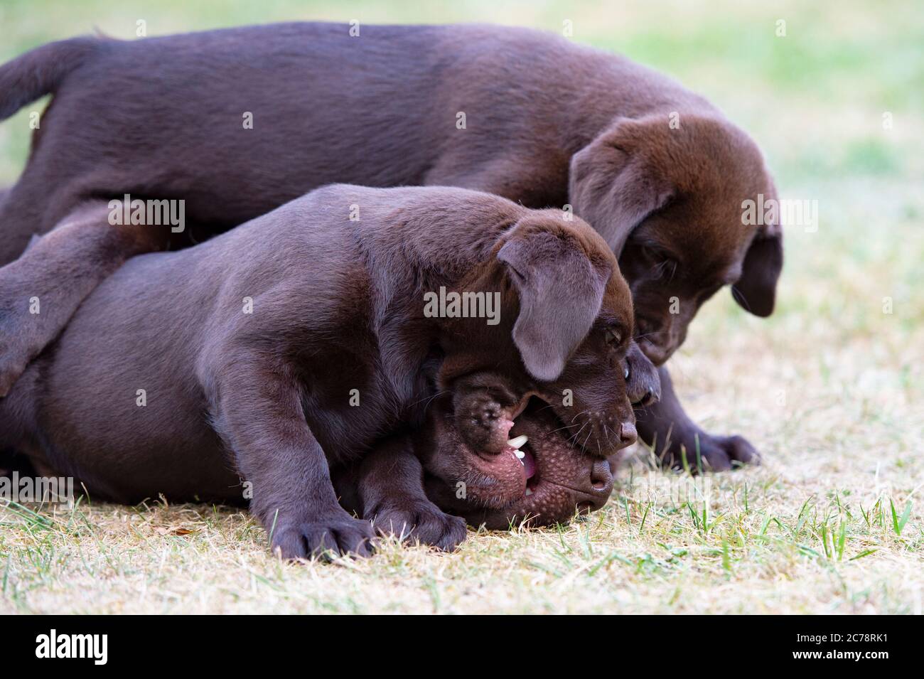 Chocolate Labrador Retriever Puppies Stock Photo - Alamy