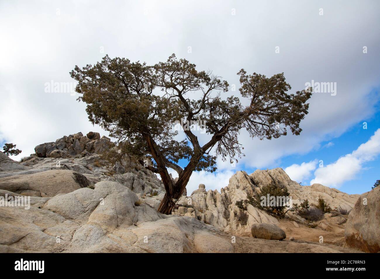 Sunny day among rock field single surviving tree Moonrocks Nevada Stock ...