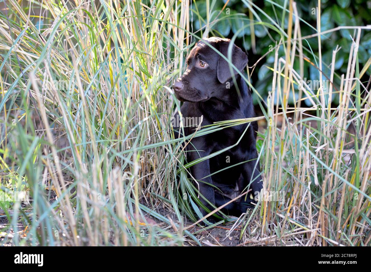 Chocolate Labrador puppies play with an older Labrador Dog Stock Photo ...