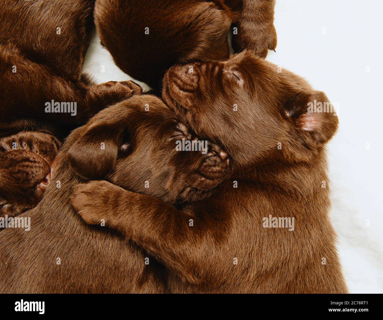 A litter of chocolate colour Labrador puppies Stock Photo - Alamy