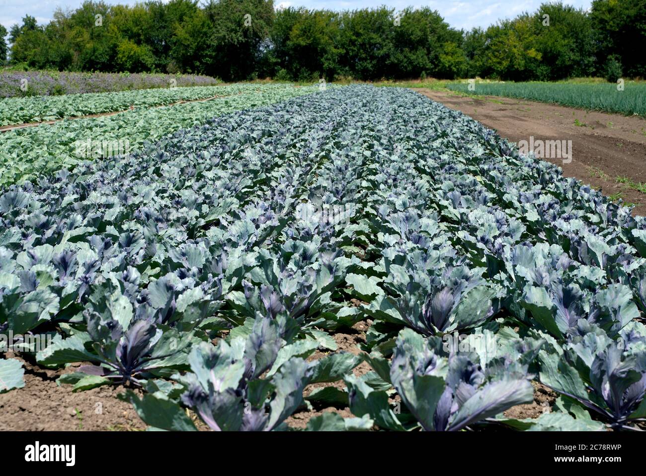 Red cabbage on a field field Stock Photo - Alamy