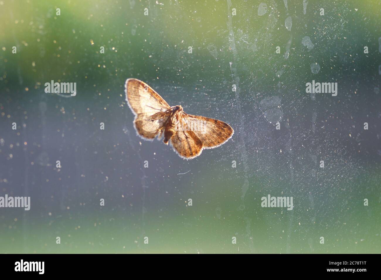 Small Brown Moth Stock Photo - Alamy
