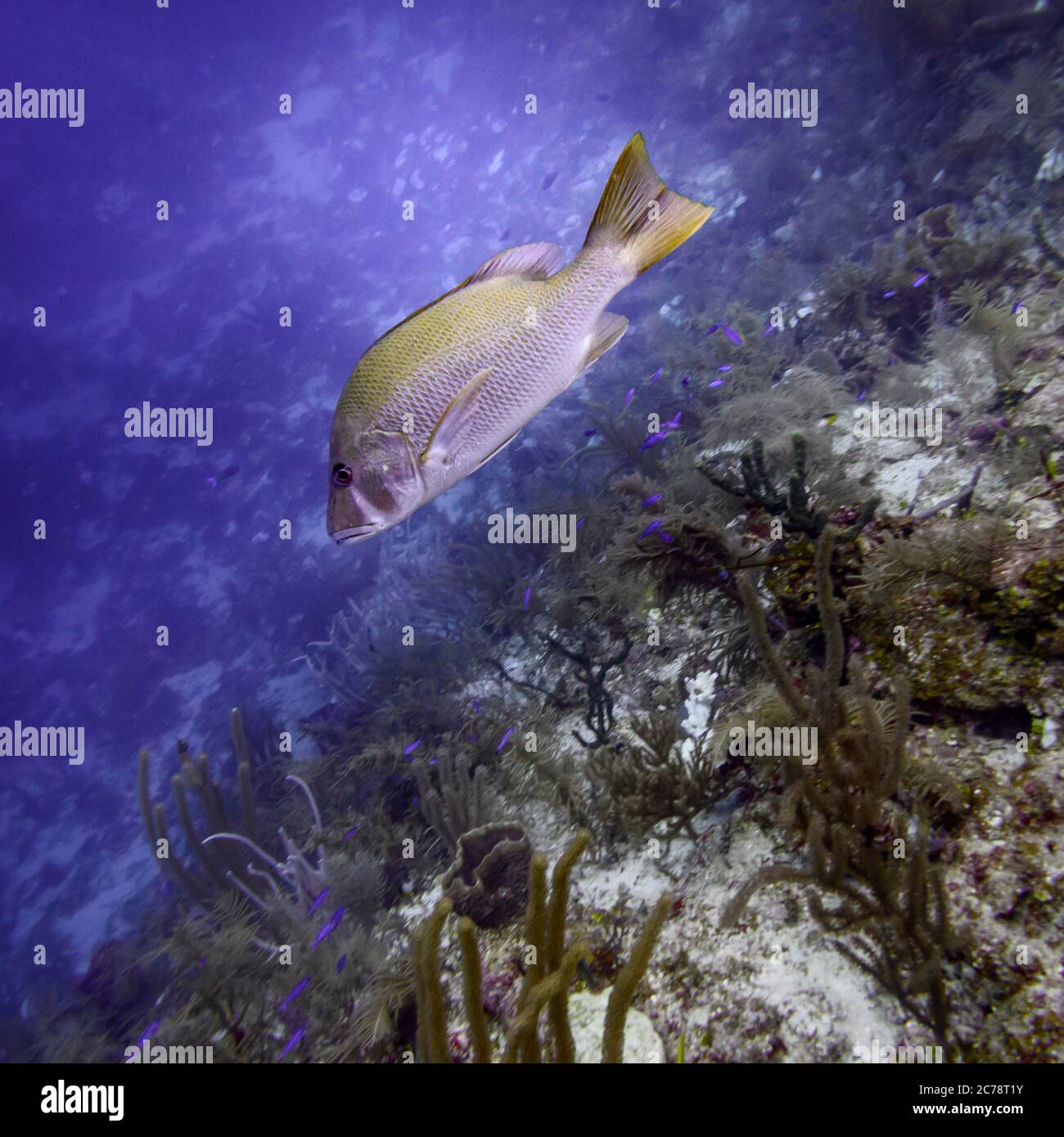 Fish underwater, Silk Caye, Placencia, Belize Stock Photo - Alamy