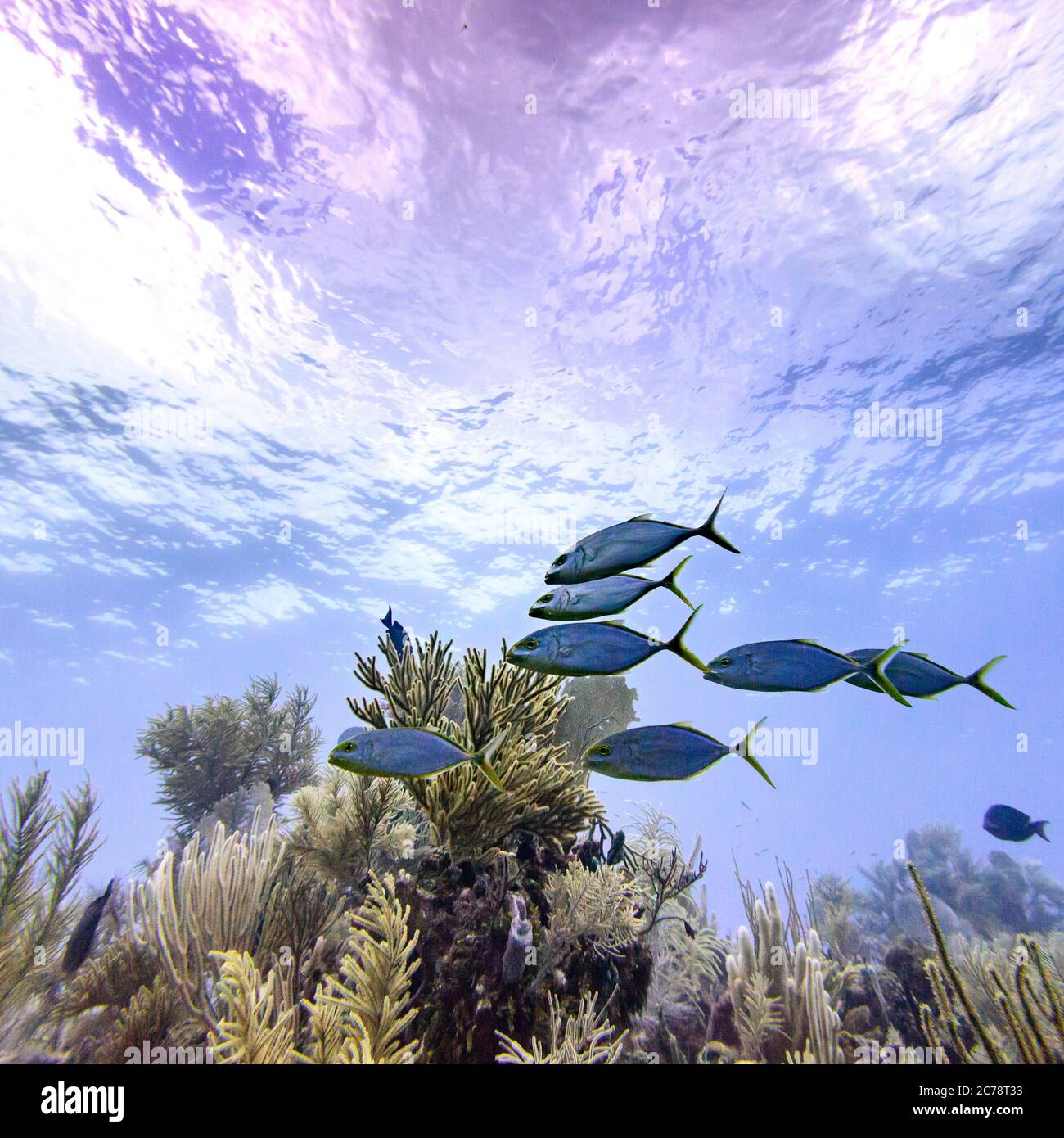 Jack levit hi-res stock photography and images - Alamy