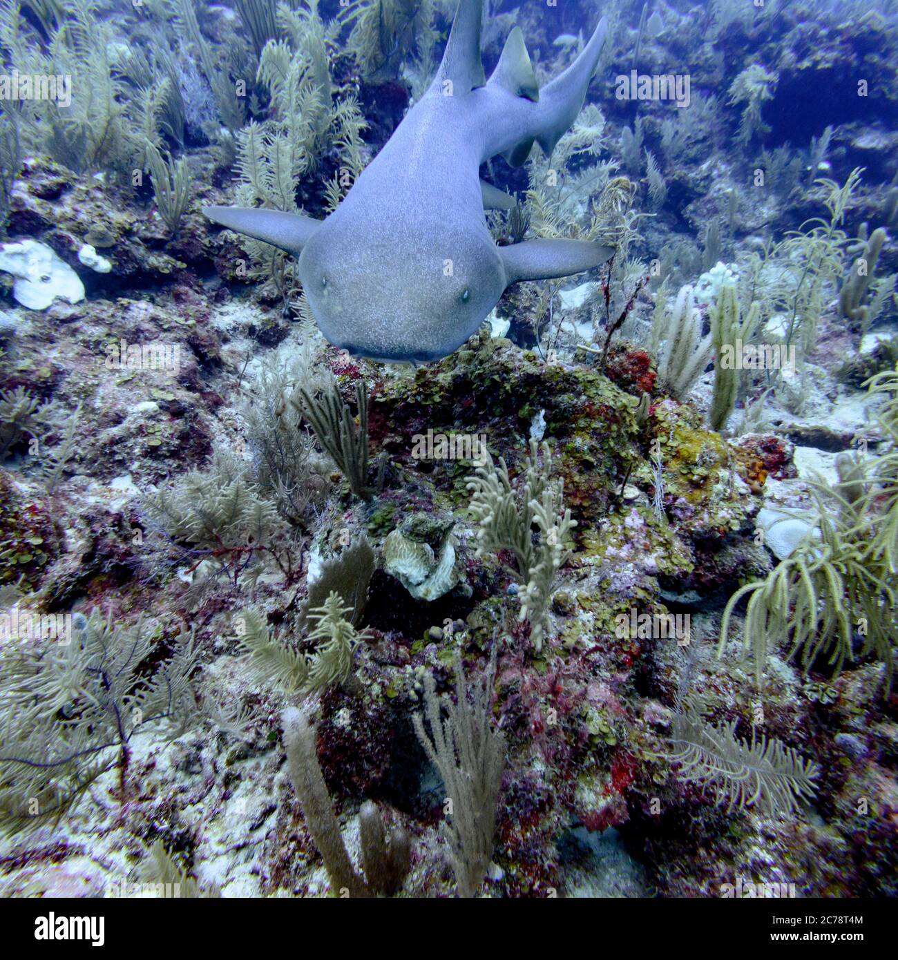Nurse Shark, Silk Caye, Placencia, Belize Stock Photo - Alamy