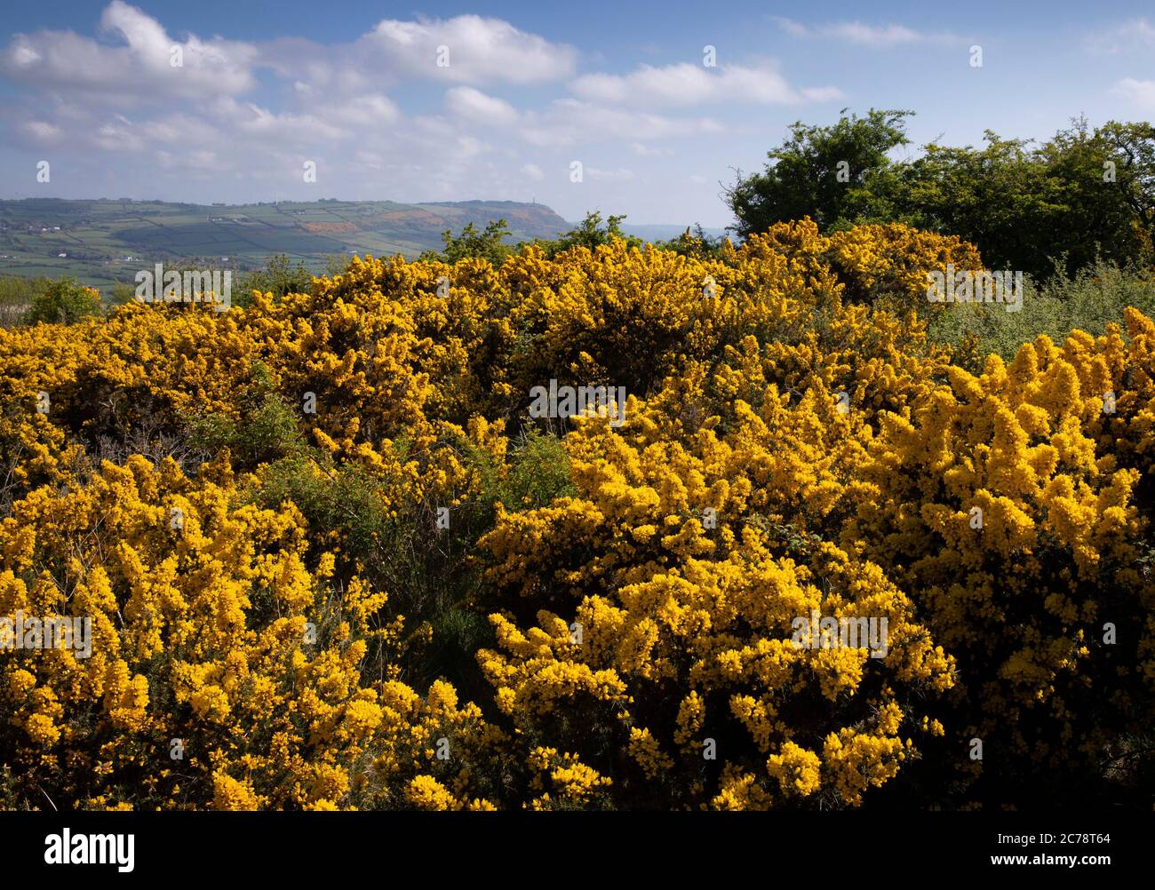Carnmoney hi-res stock photography and images - Alamy