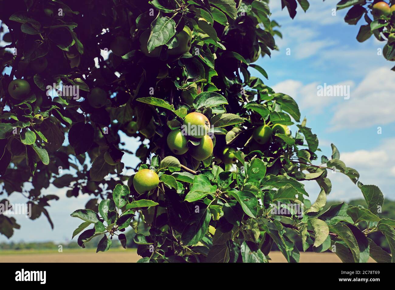 Apple tree with apples on a field edge Stock Photo - Alamy