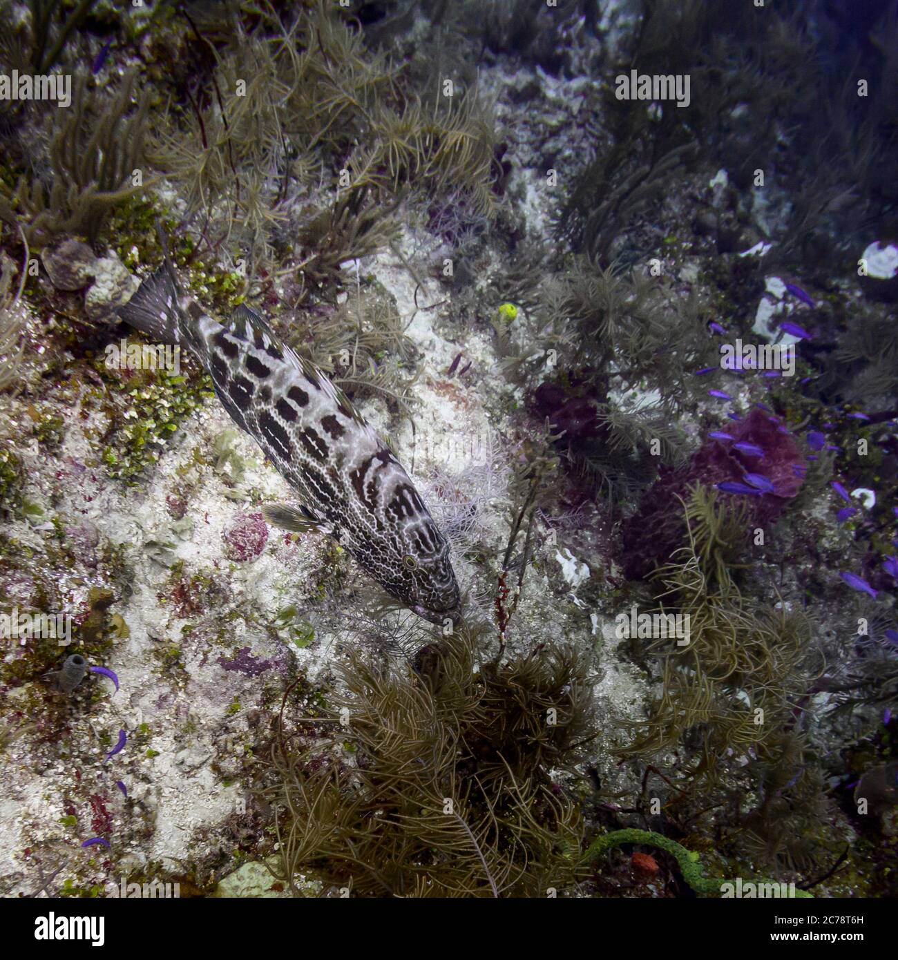 Black Grouper, Silk Caye, Placencia, Belize Stock Photo - Alamy