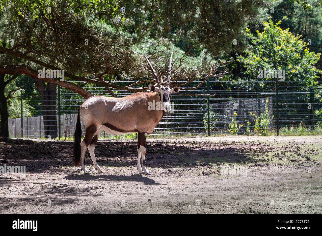 Large hooves hi-res stock photography and images - Alamy