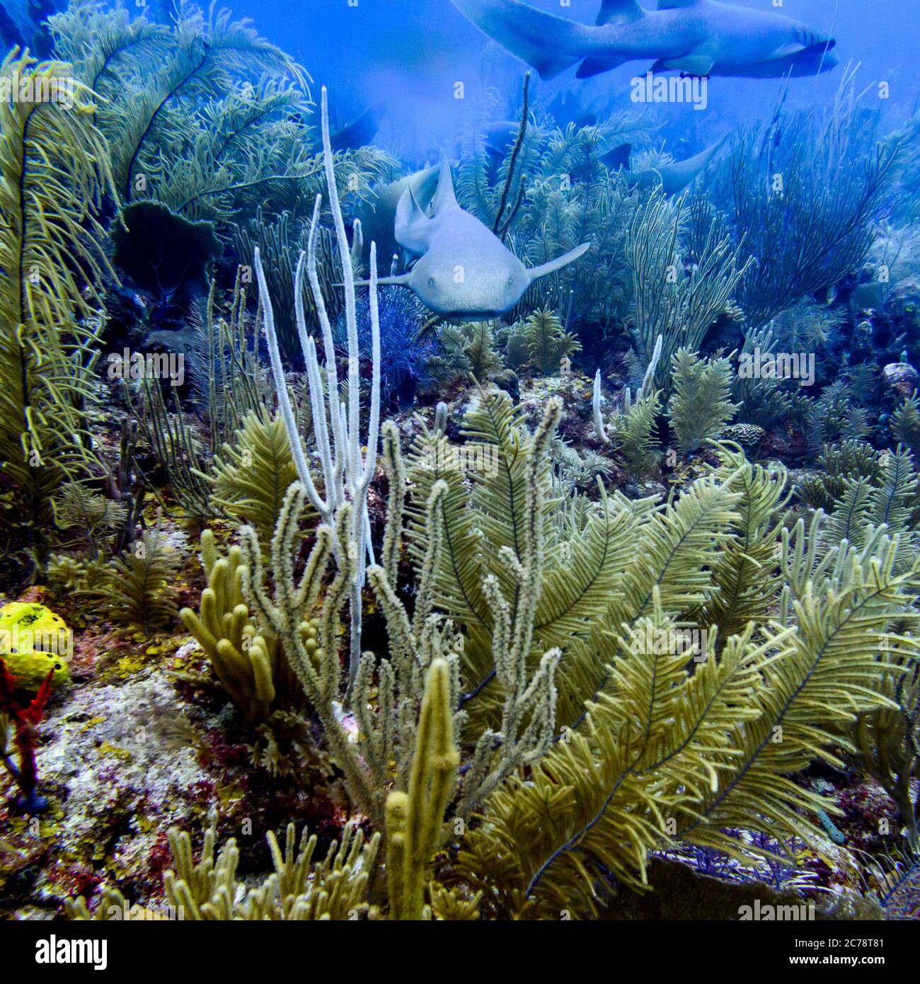 Nurse Shark, Silk Caye, Placencia, Belize Stock Photo - Alamy