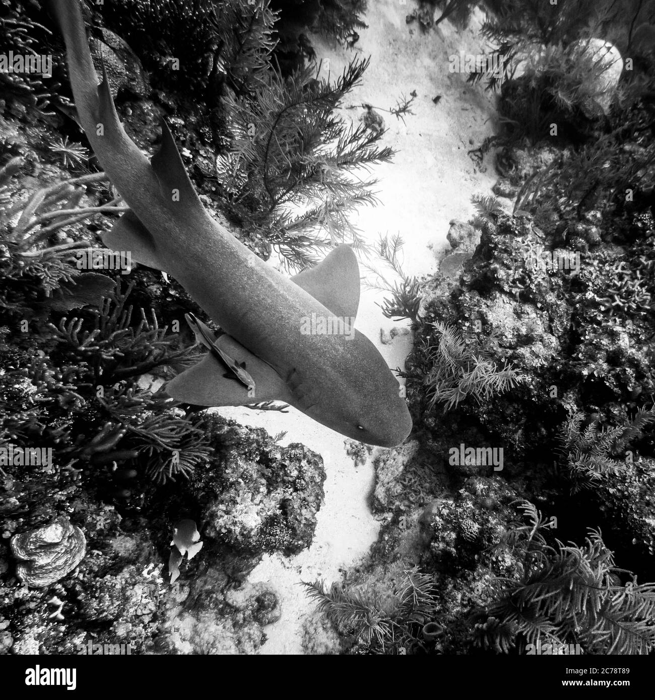 Nurse Shark, Silk Caye, Placencia, Belize Stock Photo - Alamy