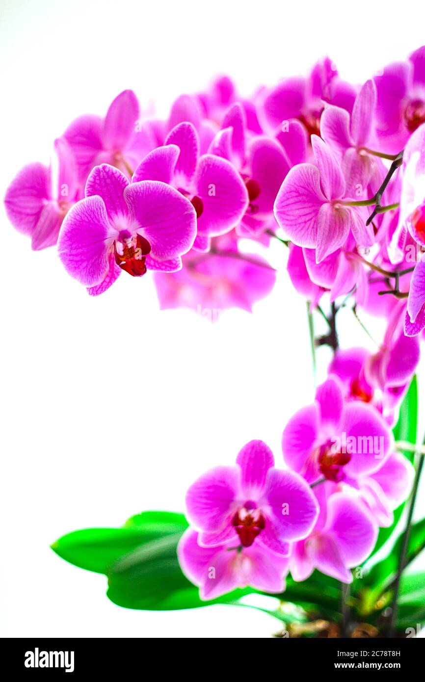 Lot of flowers hi-res stock photography and images - Alamy