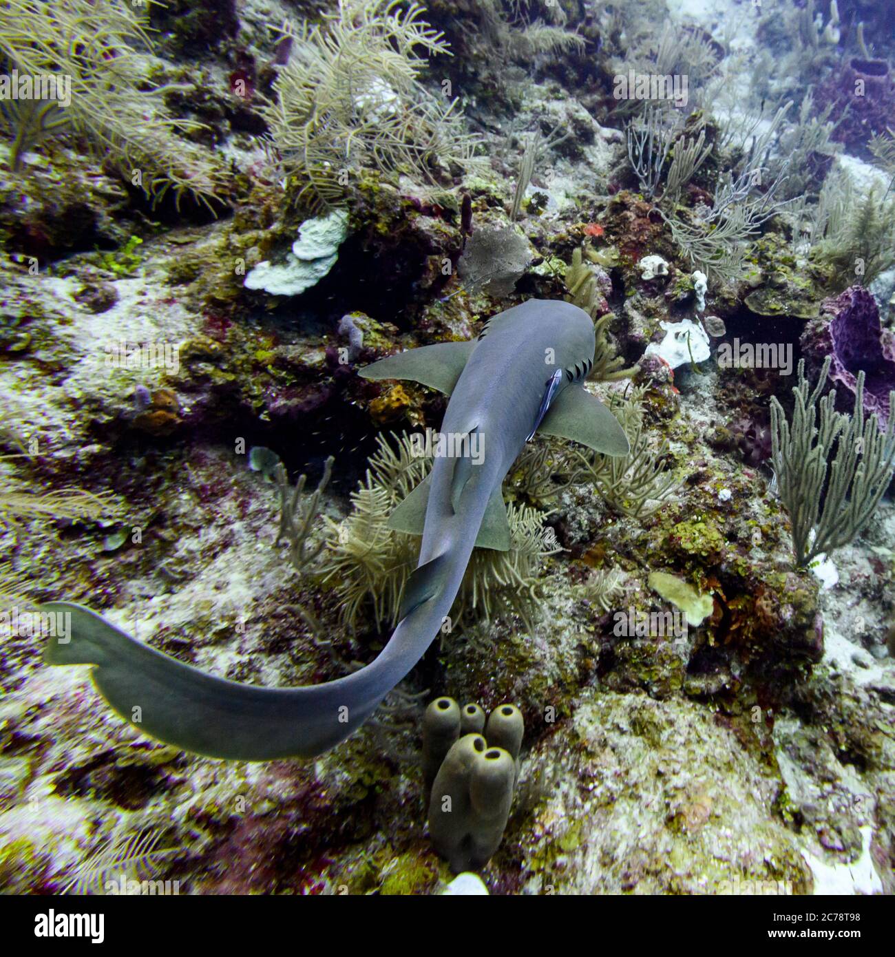 Nurse Shark, Silk Caye, Placencia, Belize Stock Photo - Alamy
