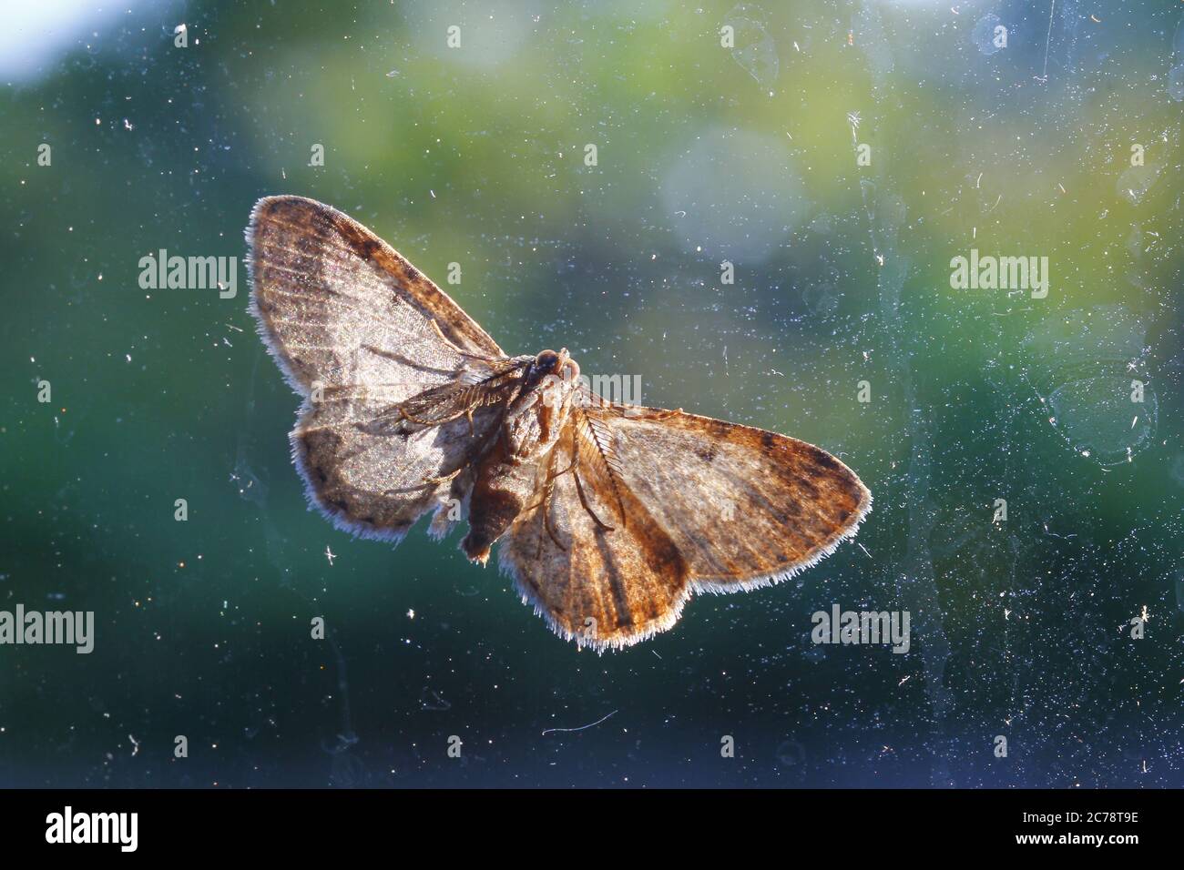Small Brown Moth Stock Photo - Alamy