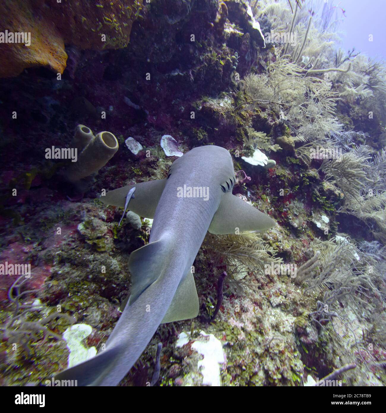Nurse Shark, Silk Caye, Placencia, Belize Stock Photo - Alamy