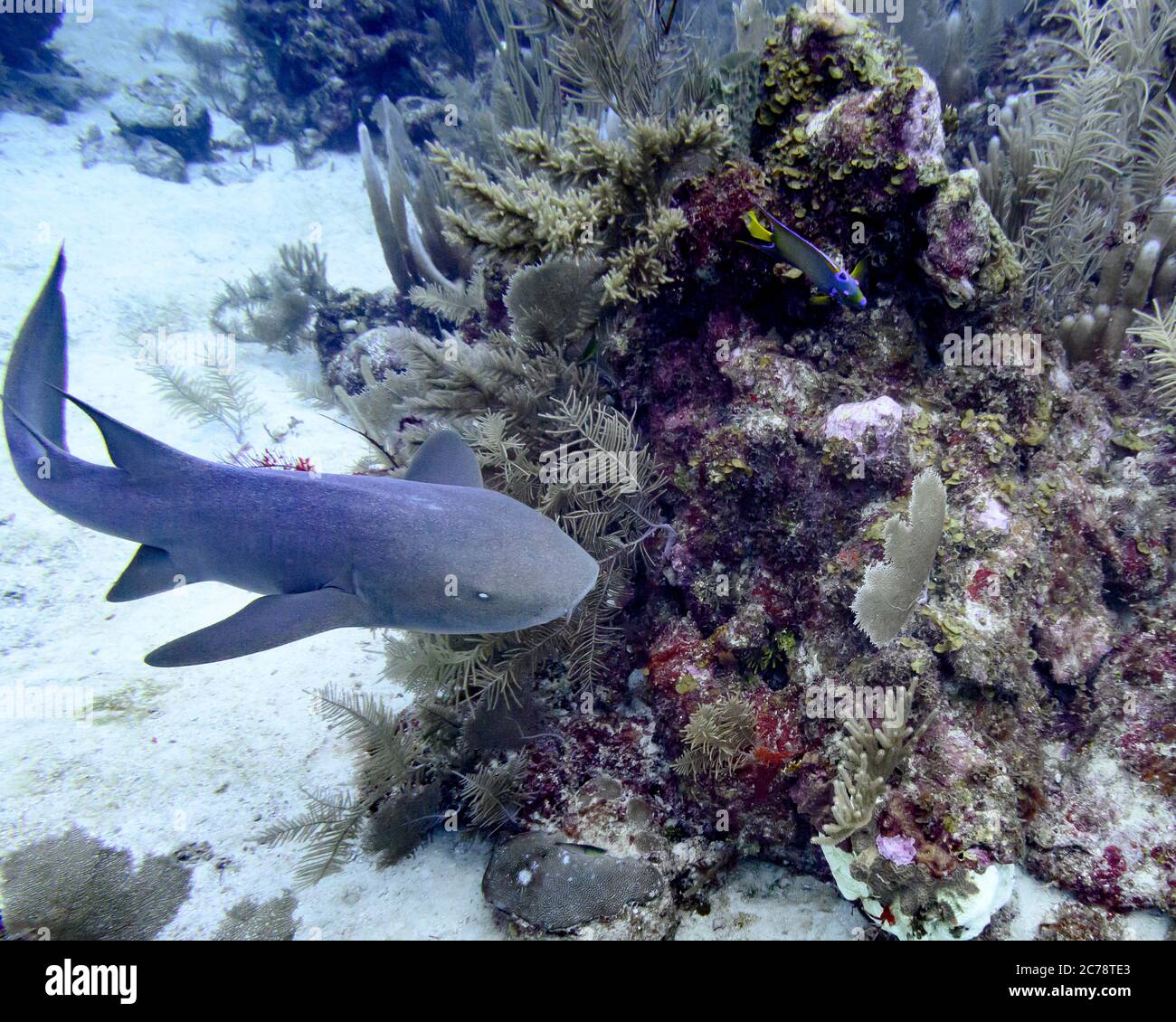 Nurse shark in belize hi-res stock photography and images - Alamy