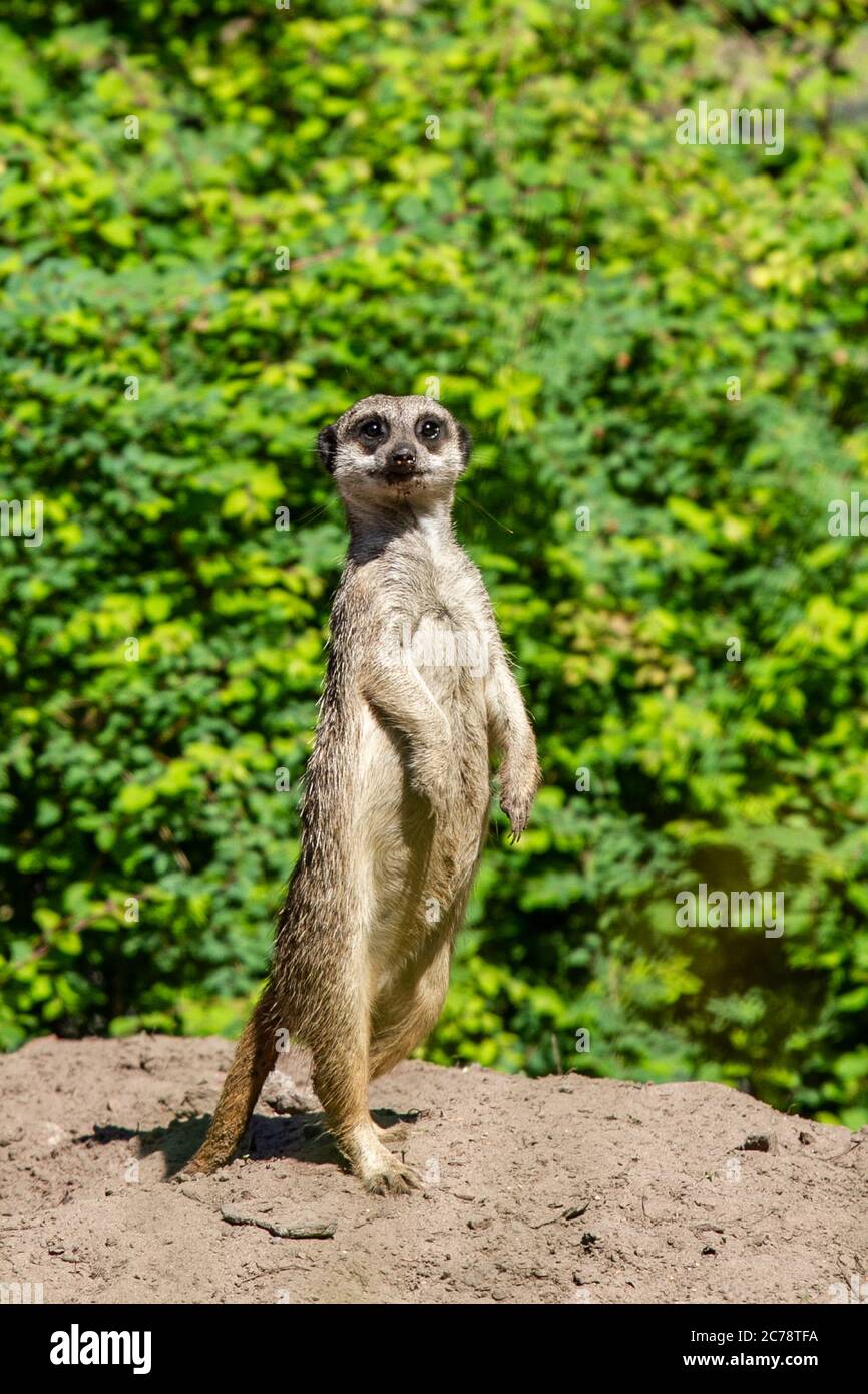 The meerkat, sometimes nicknamed "sentinel of the desert", is a species ...