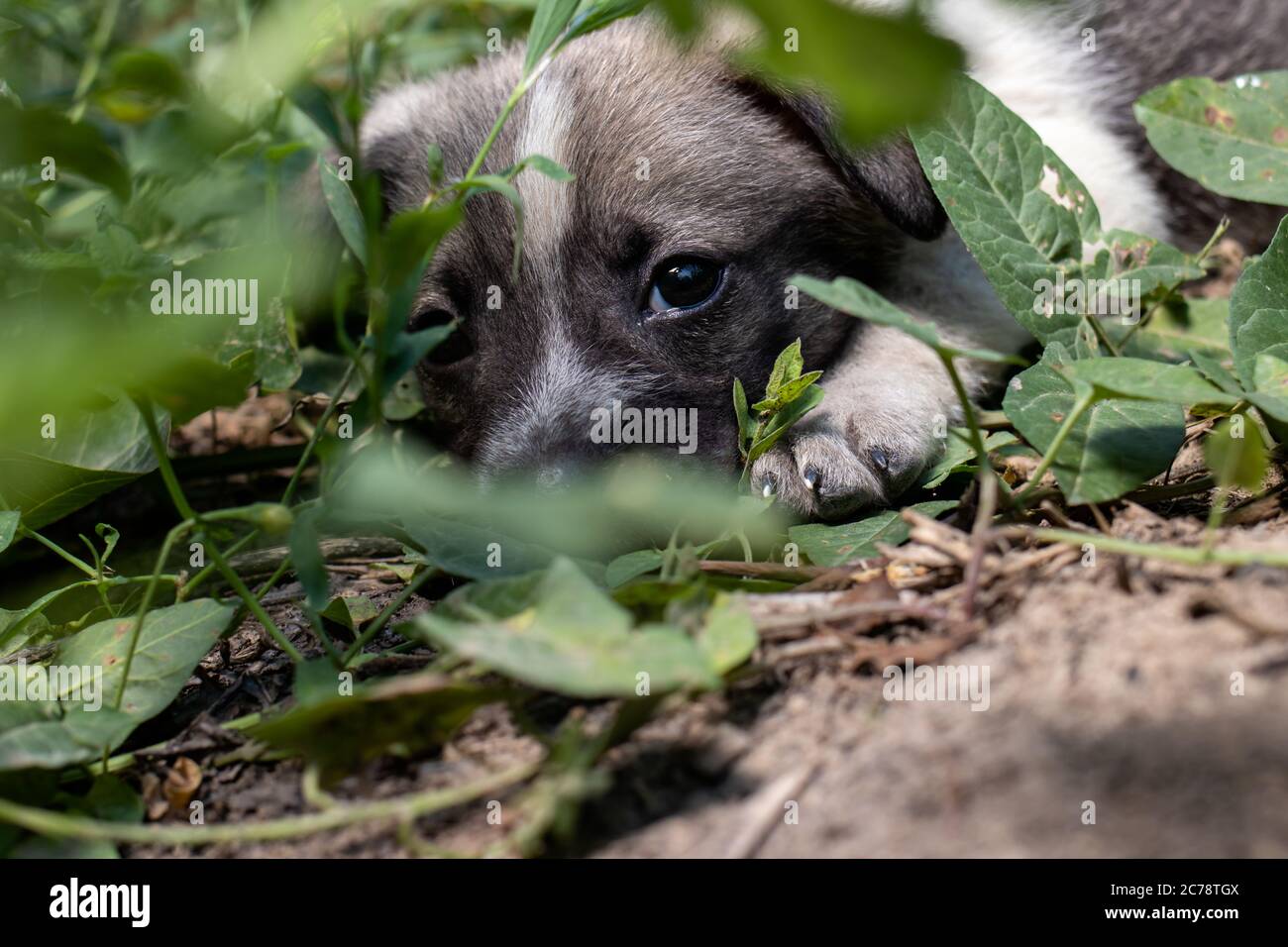 The little dog sits on the ground in the thick green grass and looks ...